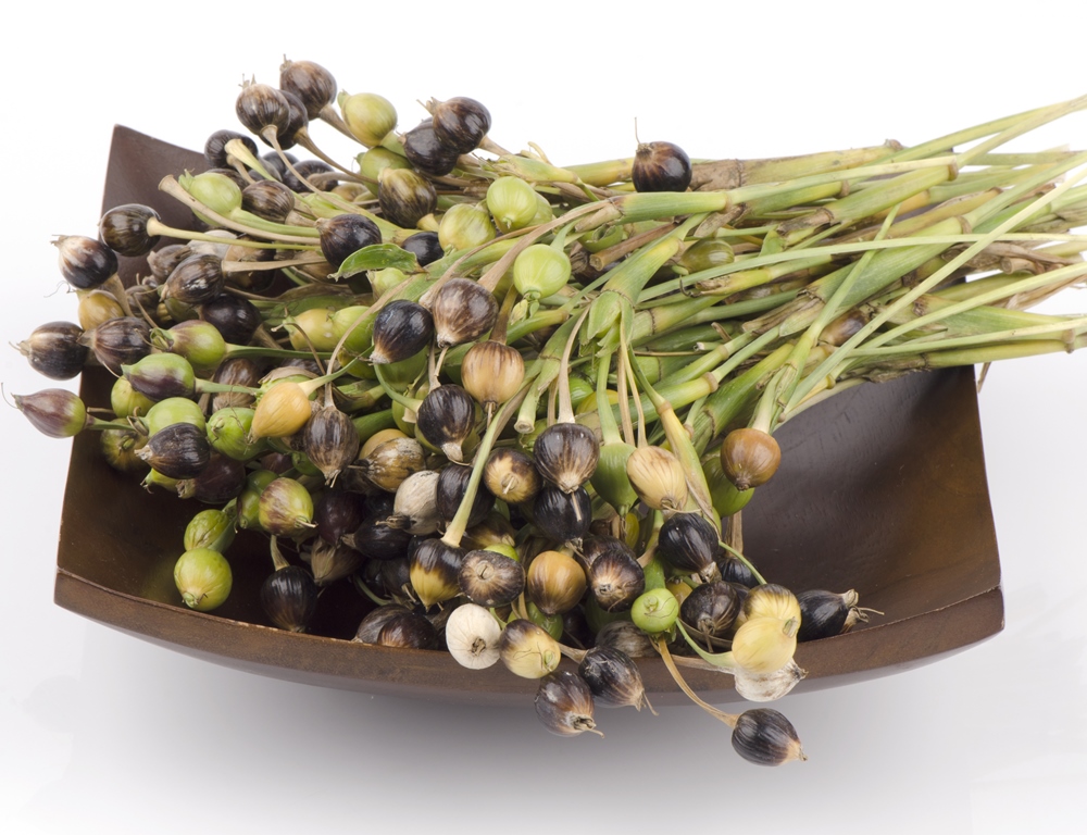 Łzawica - Łzy Hioba - 15 nasion w Sklep-Nasiona | Sprawdź darmową wysyłkę