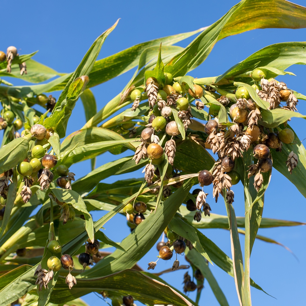 Łzawica - Łzy Hioba - 15 nasion w Sklep-Nasiona | Sprawdź darmową wysyłkę