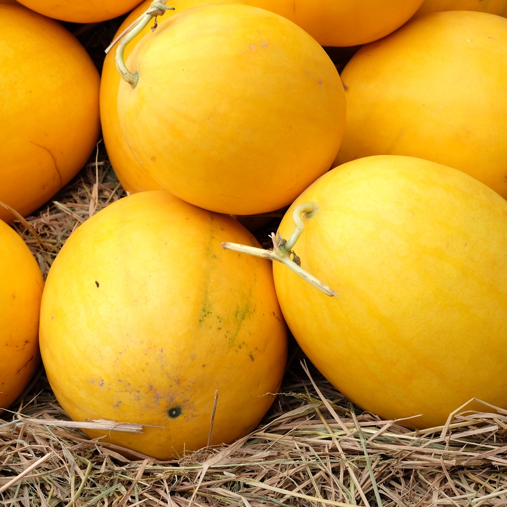 Kawon, arbuz - Złoto Wolicy - 9 nasion w Sklep-Nasiona | Sprawdź ...