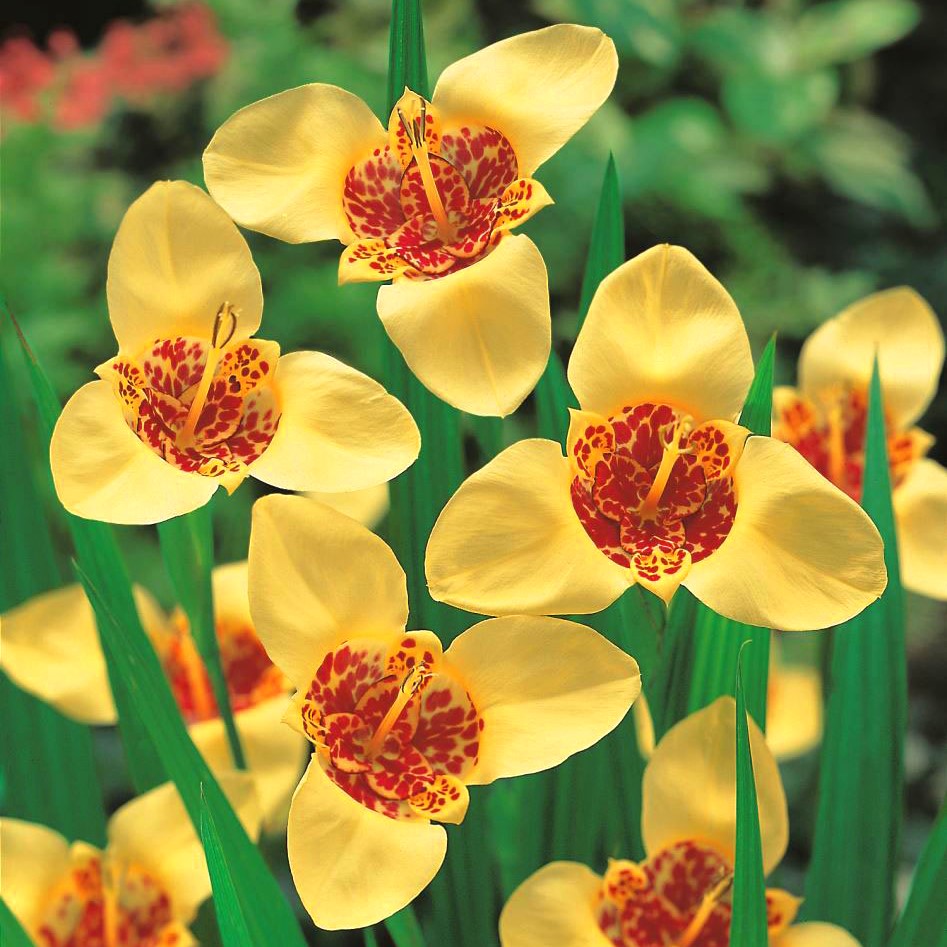 Tigridia - Tygrysówka kremowa Creame - 10 cebulek w Sklep-Nasiona ...