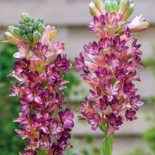 Polianthes tuberosa – Tuberoza wonna Cinderella różowa - 1 cebula w ...