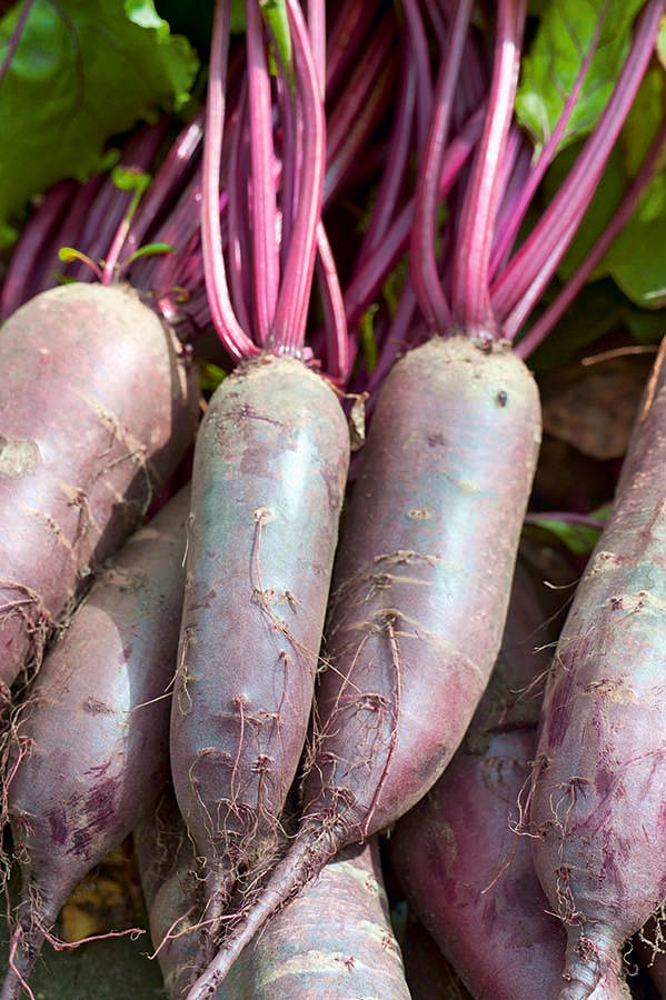 Burak ćwikłowy Regulski Cylinder - bardzo smaczny, do spożycia ...