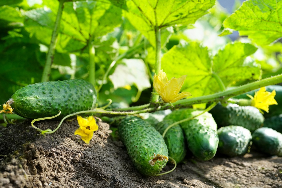 Ogórek Prymus - średnio wczesny, bardzo plenny, typowo konserwowy w ...