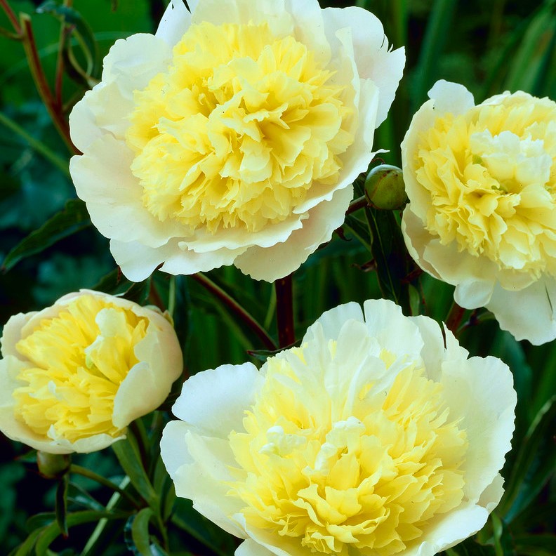 Piwonia, Paeonia - Prima Vera - sadzonka w Sklep-Nasiona | Sprawdź ...