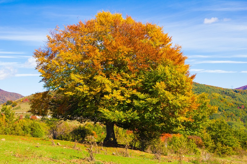 Buk zwyczajny - sadzonka w pojemniku P9 w Sklep-Nasiona | Sprawdź ...