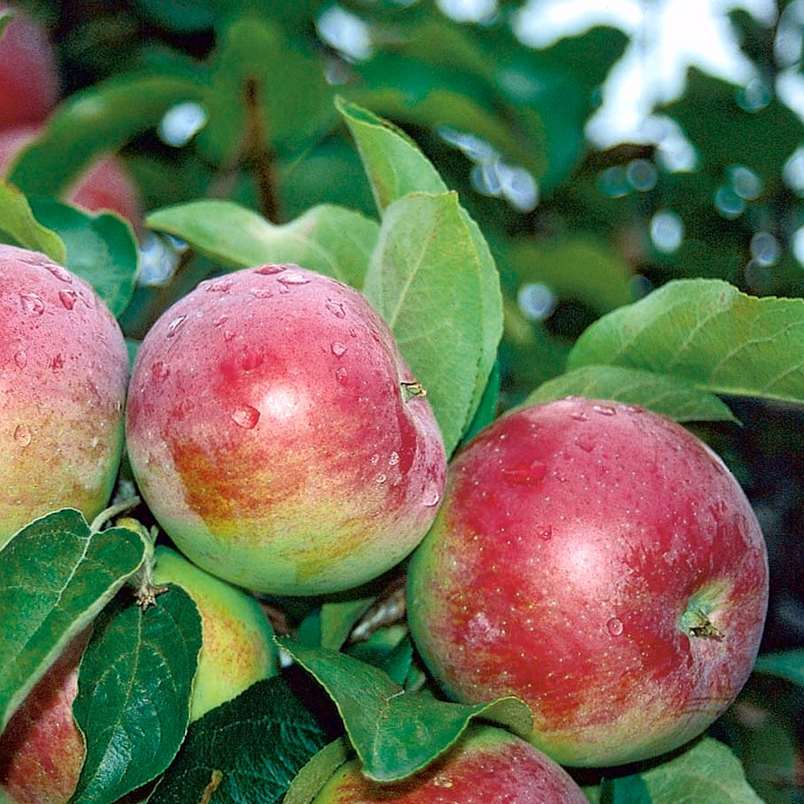 Jabłoń Freedom - sadzonka w balocie - XXL w Sklep-Nasiona | Sprawdź ...