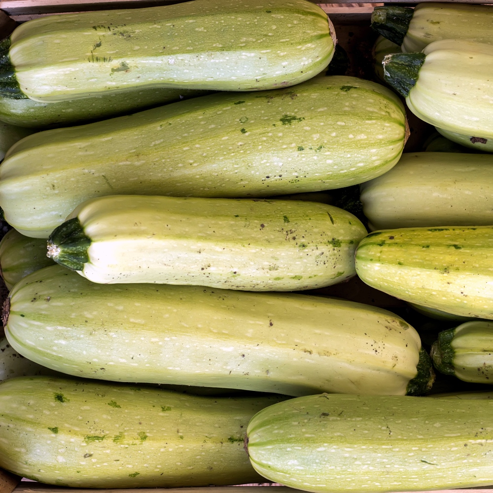 Kabaczek Wanda w Sklep-Nasiona | Sprawdź darmową wysyłkę