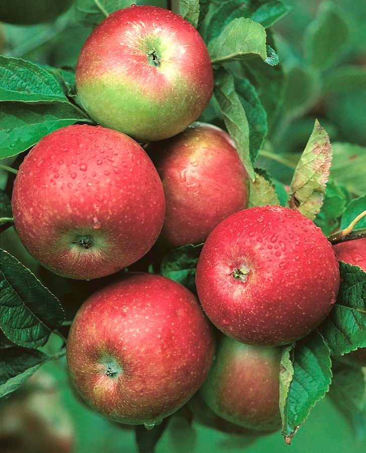 Jabłoń Idared - sadzonka w balocie - XXL w Sklep-Nasiona | Sprawdź ...