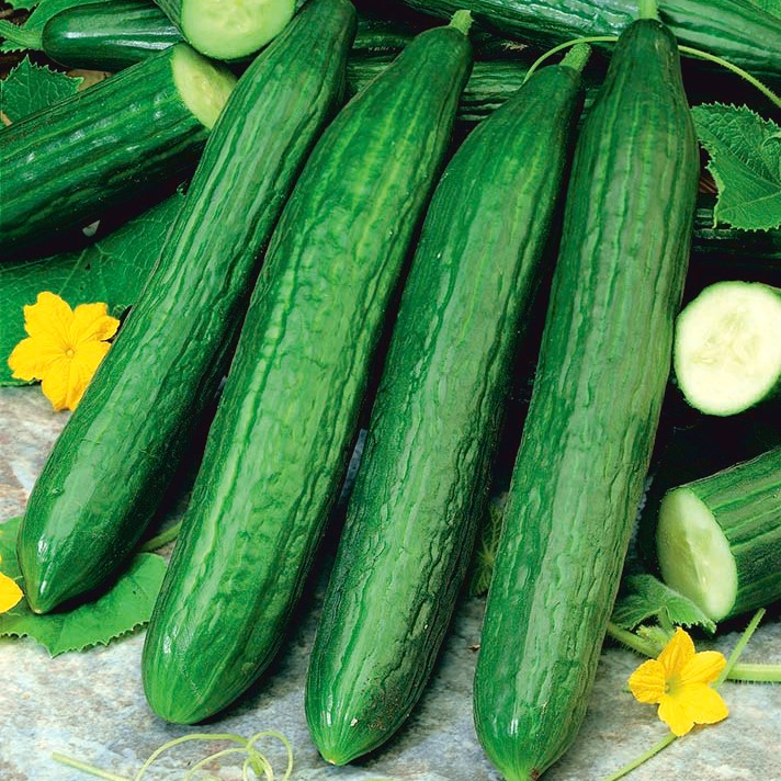 Ogórek Caruso F1 - szklarniowy, tunelowy, bardzo plenny i odporny - 35 ...