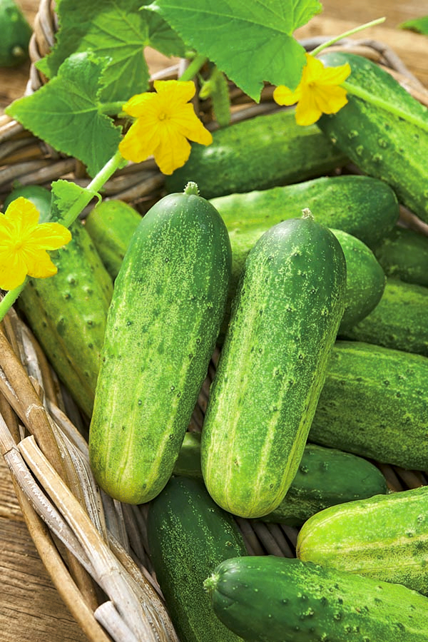 Ogórek konserwowy Krak F1 - gruntowy - 105 nasion w Sklep-Nasiona ...