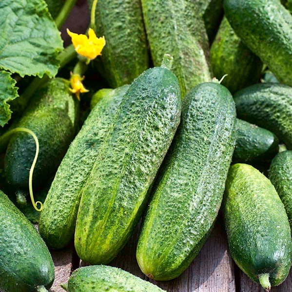 Ogórek Monika - do uprawy w gruncie i pod osłonami - 50 nasion w Sklep ...