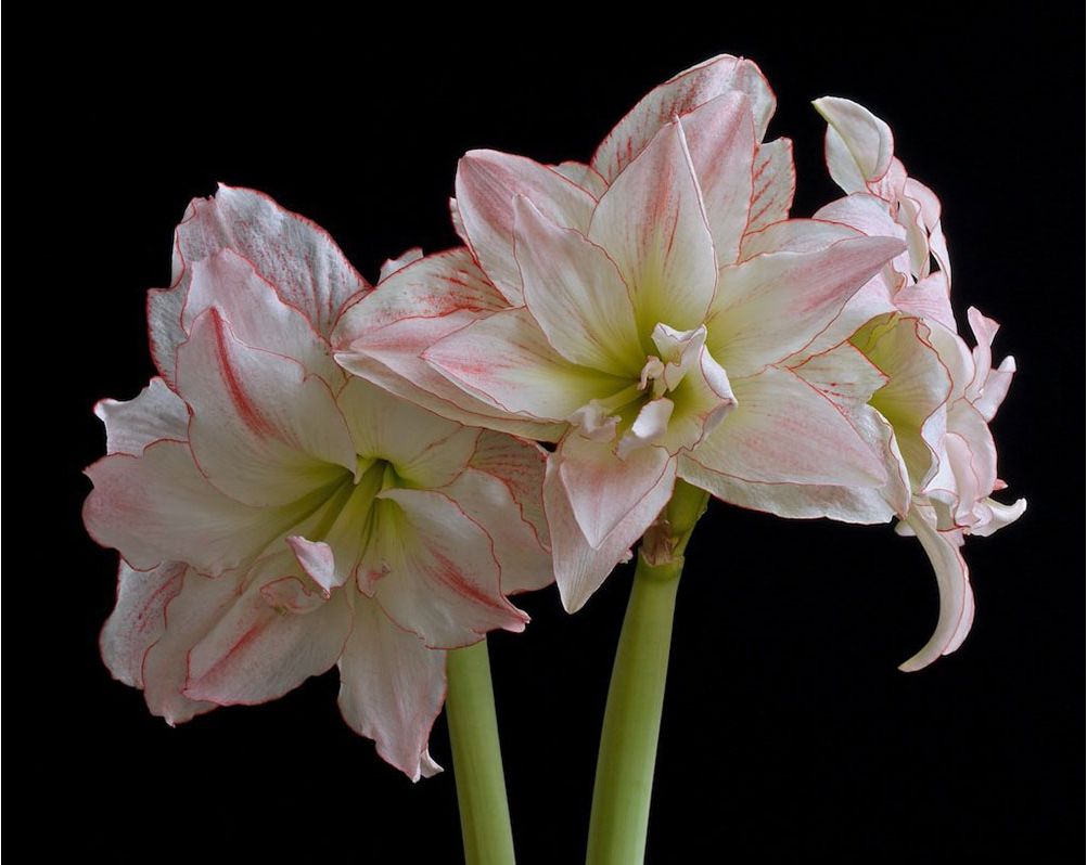 Hippeastrum, Amarylis, Zwartnica - Aphrodite - 1 cebula w Sklep-Nasiona ...
