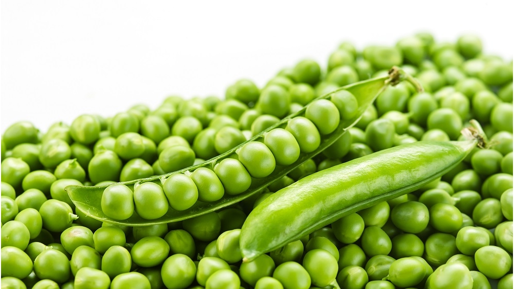 Groch siewny łuskowy Telefon - 120 nasion w Sklep-Nasiona | Sprawdź ...