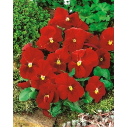 Bratek wielkokwiatowy różowy z plamką Laura - Szwajcarski - 400 nasion ...