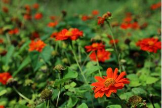 Titonia - 60 nasion w Sklep-Nasiona | Sprawdź darmową wysyłkę