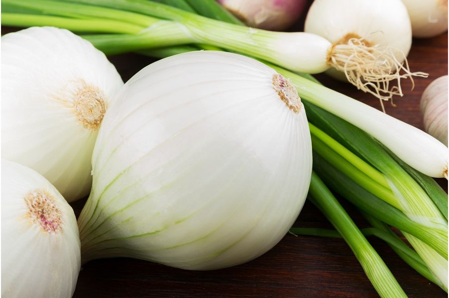 BIO Cebula zimująca biała Tonda Musona - Certyfikowane nasiona ...