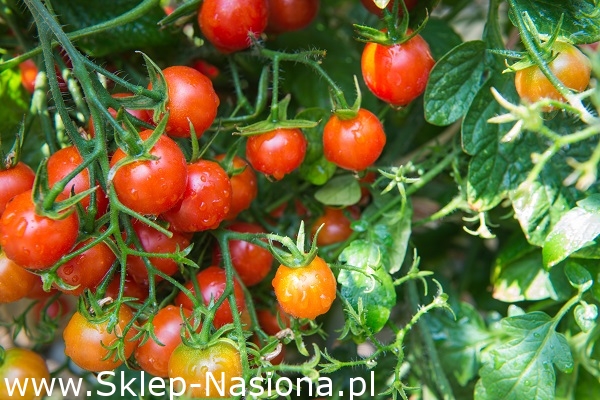 Pomidor wysoki czereśniowy - Pokusa - 400 nasion w Sklep-Nasiona ...