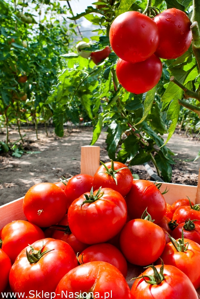 Pomidor szklarniowy - Bekas F1 w Sklep-Nasiona | Sprawdź darmową wysyłkę