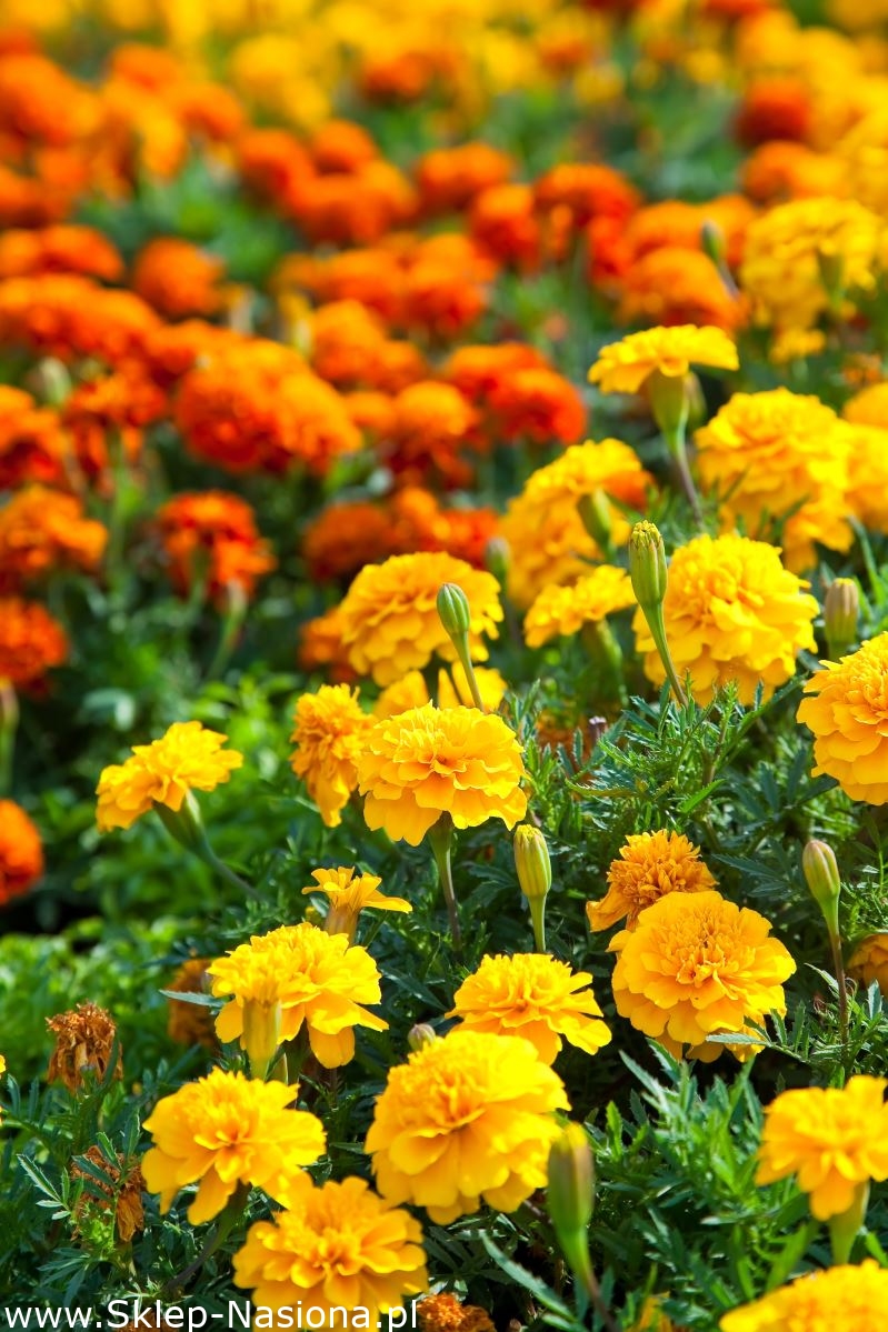 Aksamitka rozpierzchła - mieszanka - 350 nasion w Sklep-Nasiona ...