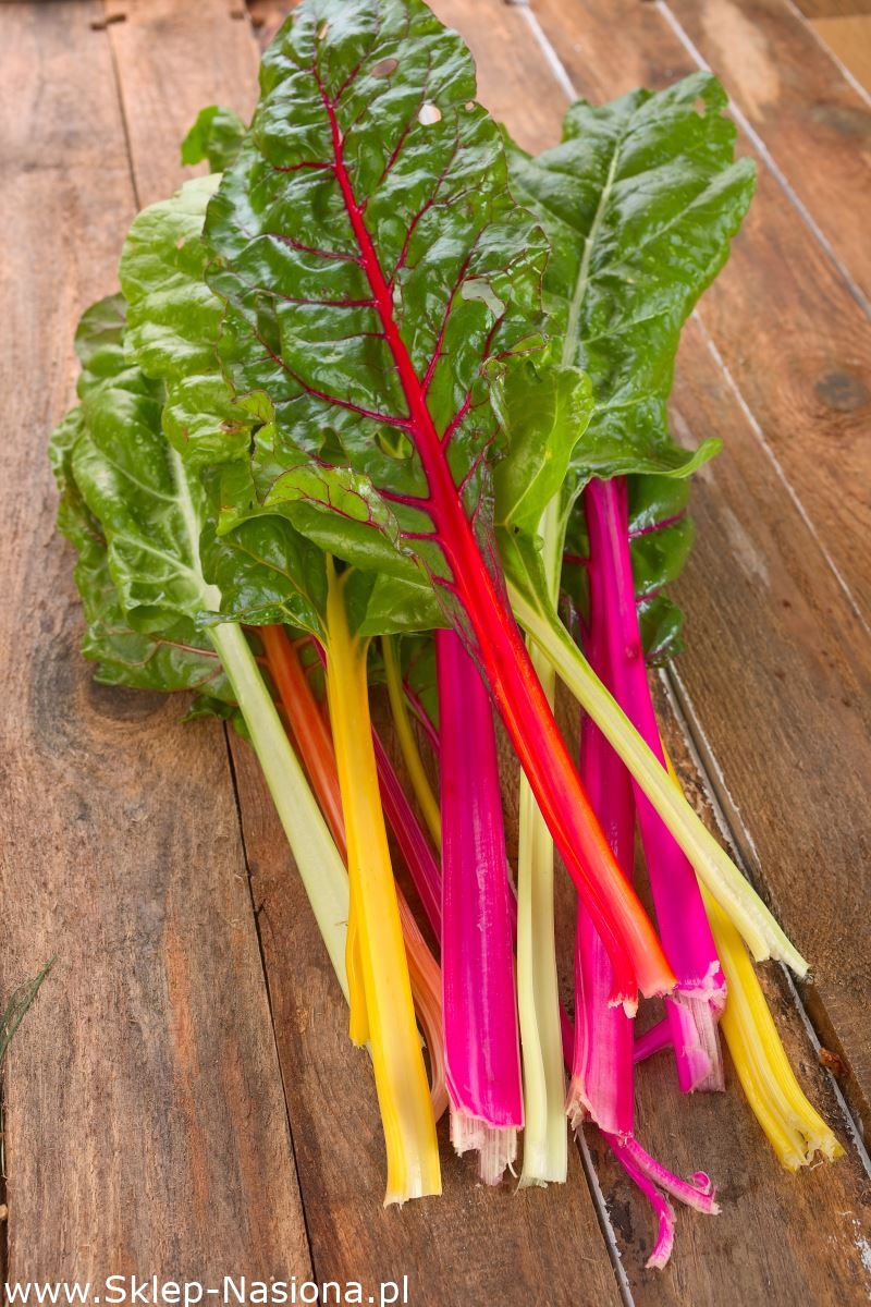 Burak liściowy – mieszanka odmian - 40 nasion w Sklep-Nasiona | Sprawdź ...