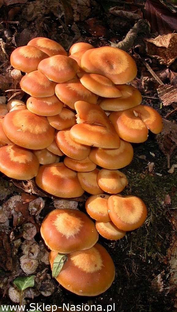 Opieńka zmienna w Sklep-Nasiona | Sprawdź darmową wysyłkę