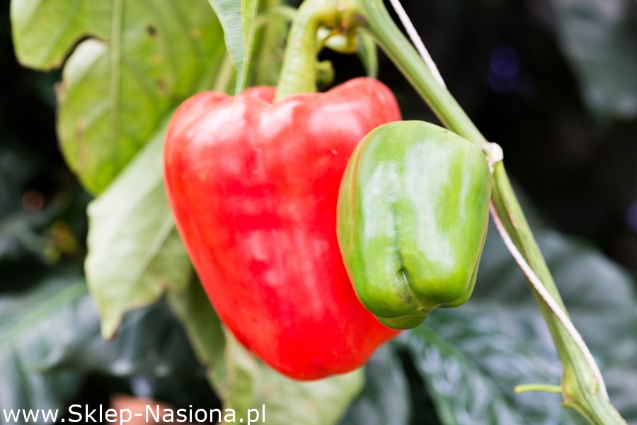 Papryka Ożarowska - czerwona, słodka - 90 nasion w Sklep-Nasiona ...