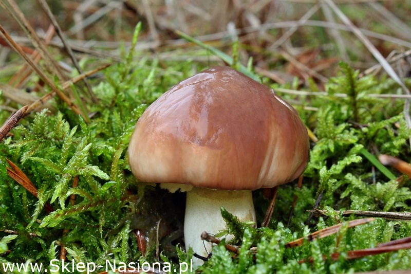 Maślak zwyczajny - grzybnia w Sklep-Nasiona | Sprawdź darmową wysyłkę