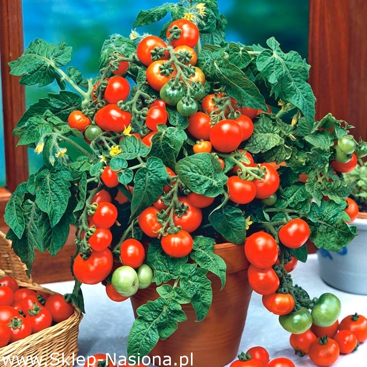 Pomidor Bajaja - niski, balkonowy, typ cherry, o przewieszających się ...