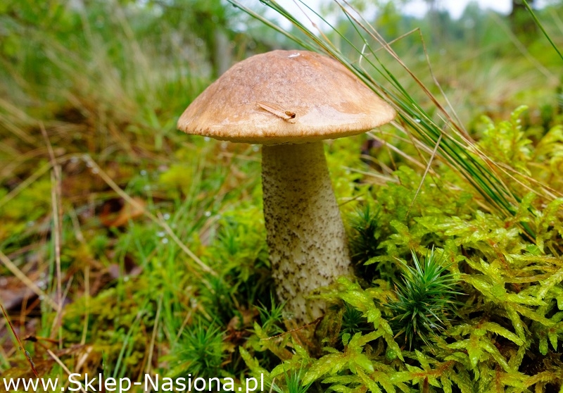 Zestaw grzybów pod brzozy + kania - 5 gatunków - grzybnia w Sklep ...