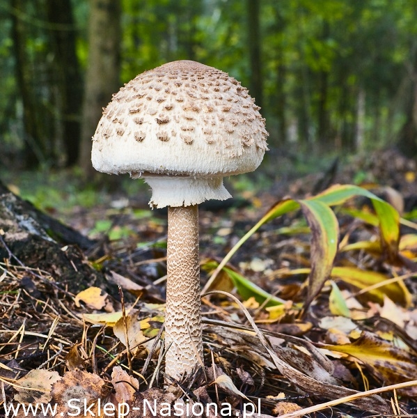 Zestaw grzybów pod dęby i buki + kania - 4 gatunki - grzybnia w Sklep ...
