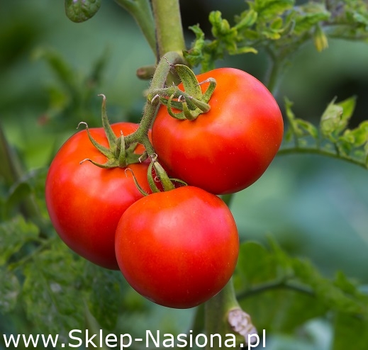 Pomidor Julia F1 - szklarniowy i pod osłony w Sklep-Nasiona | Sprawdź darmową wysyłkę