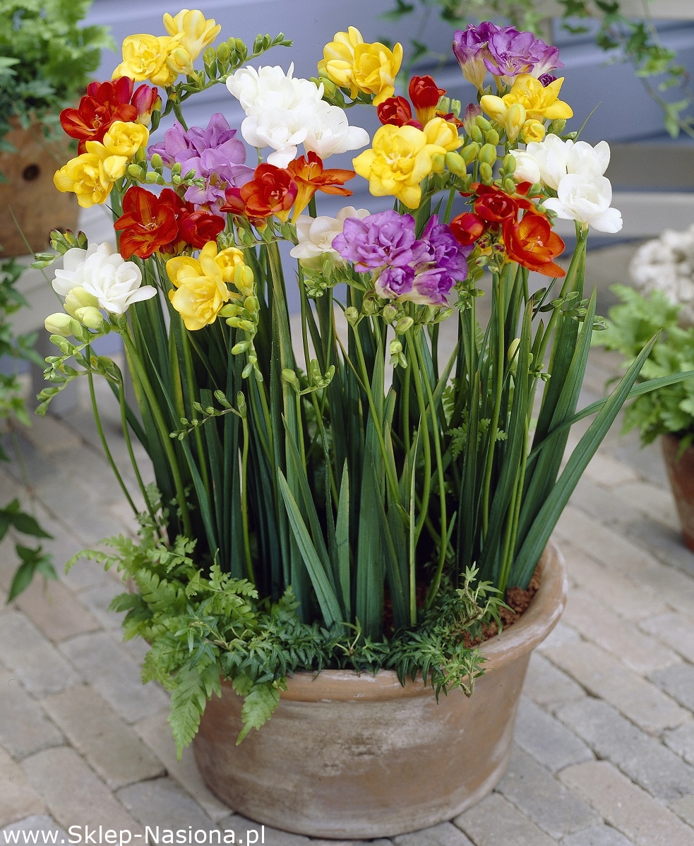 Freesia - Frezja pełna mix kolorów - 10 sztuk w Sklep-Nasiona | Sprawdź ...
