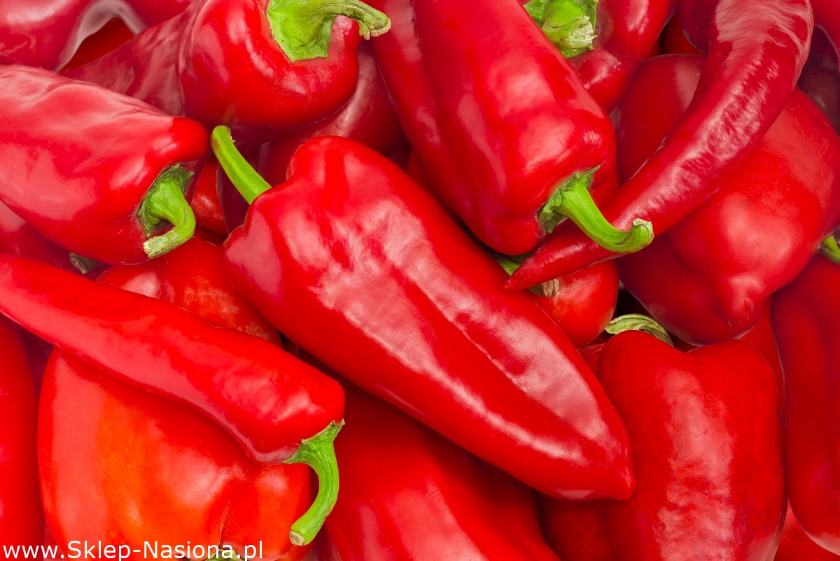 Papryka słodka Wika - czerwona, polecana do uprawy w tunelach lub ...