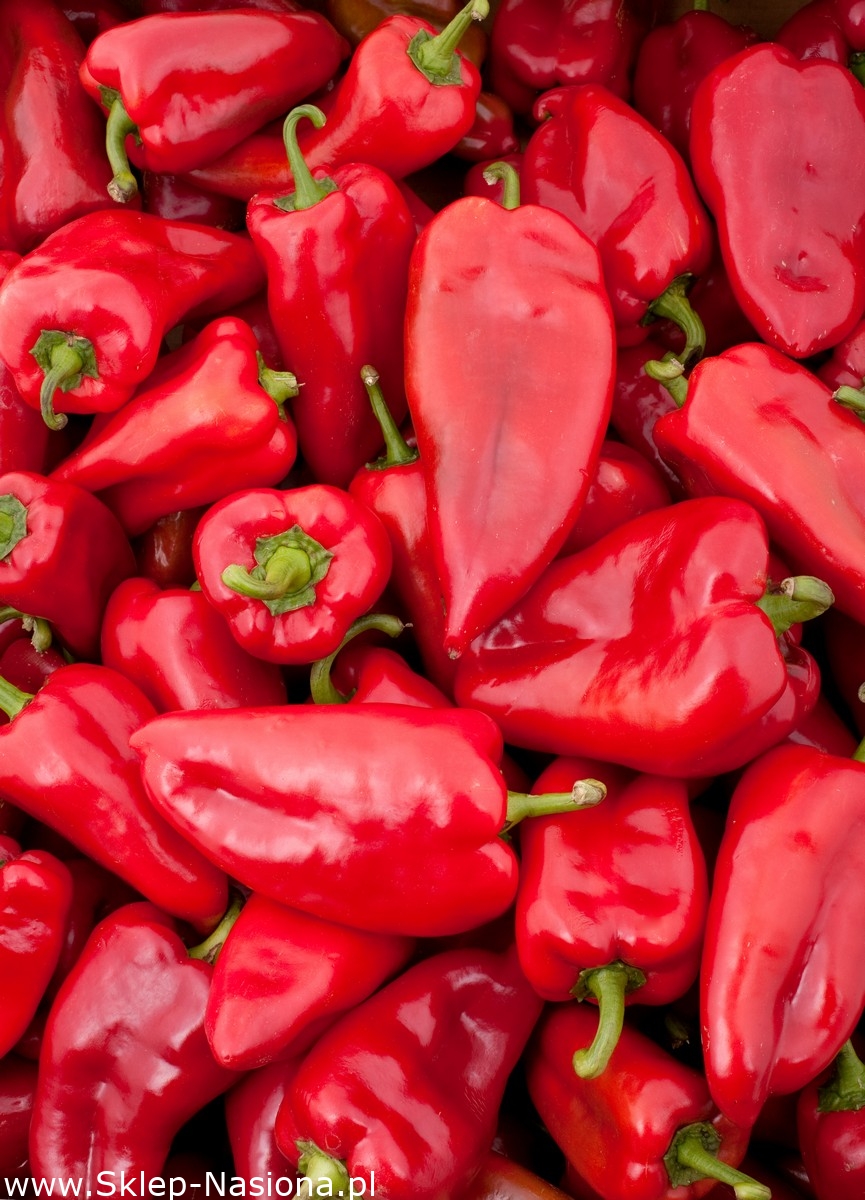 Papryka słodka Wika - czerwona, polecana do uprawy w tunelach lub ...