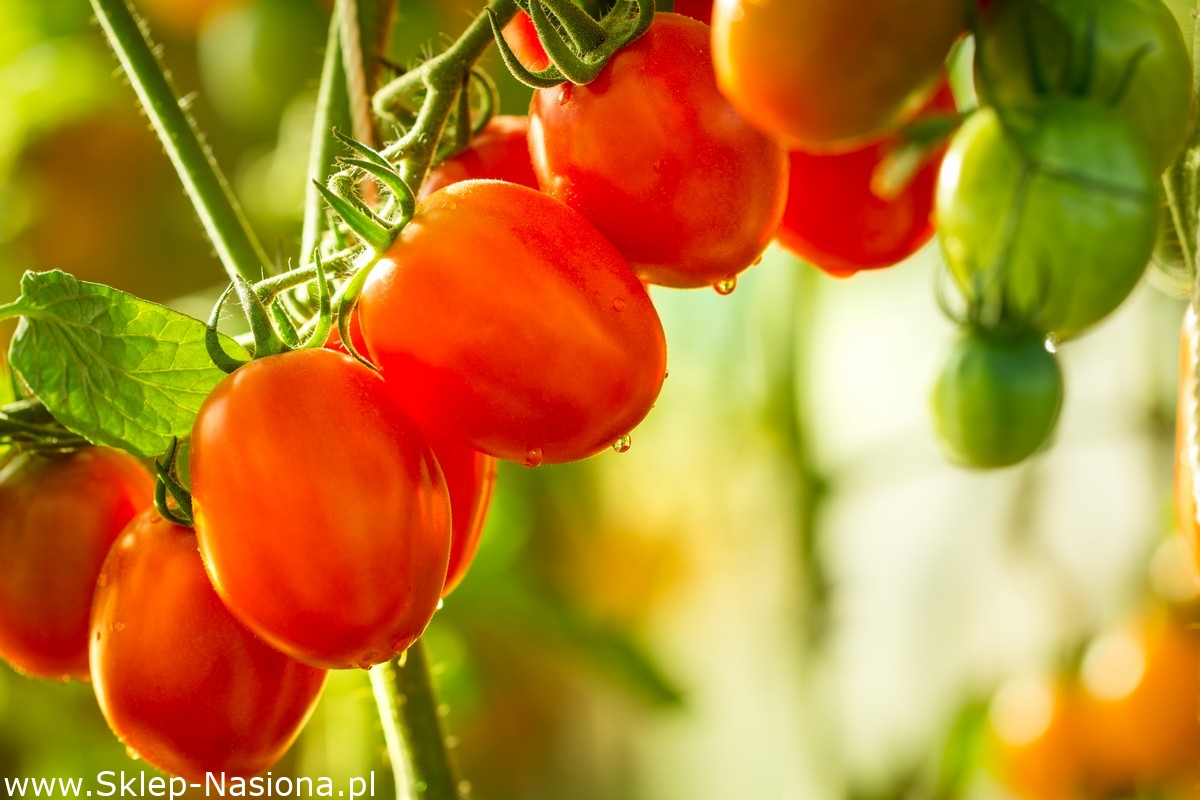 Pomidor gruntowy karłowy Awizo - wczesny, bardzo plenny, najbardziej odporny na zarazę ziemniaka ...