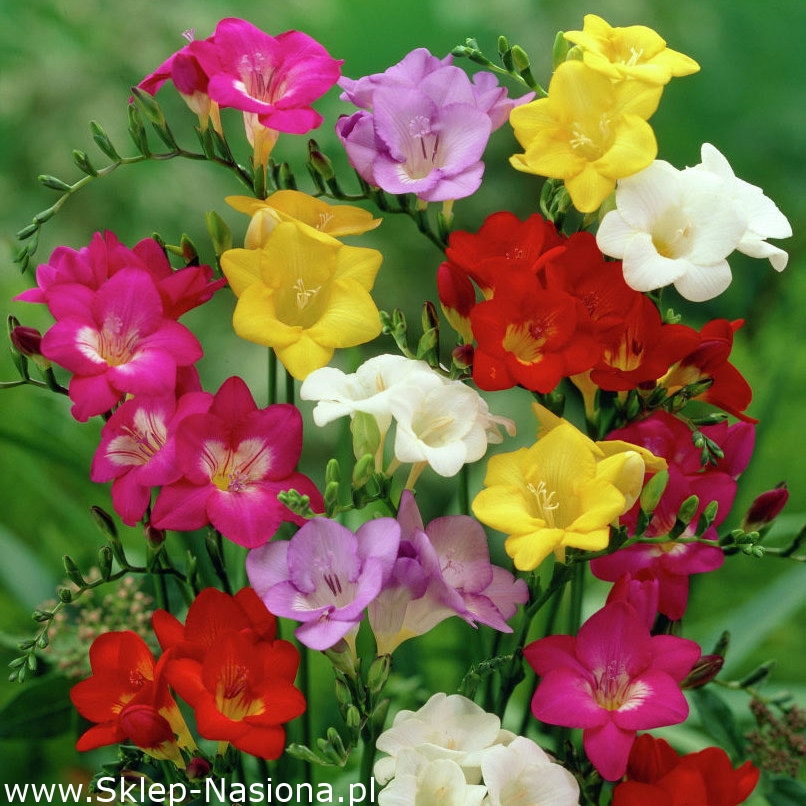 Freesia - Frezja pojedyncza mix kolorów - 10 cebulek w Sklep-Nasiona ...