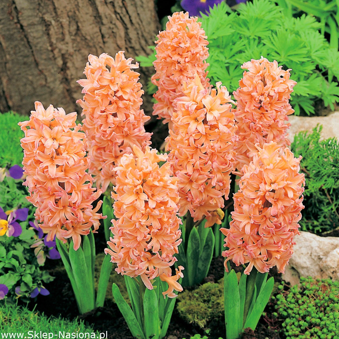 Hiacynt Gipsy Queen - 3 cebulki w Sklep-Nasiona | Sprawdź darmową wysyłkę