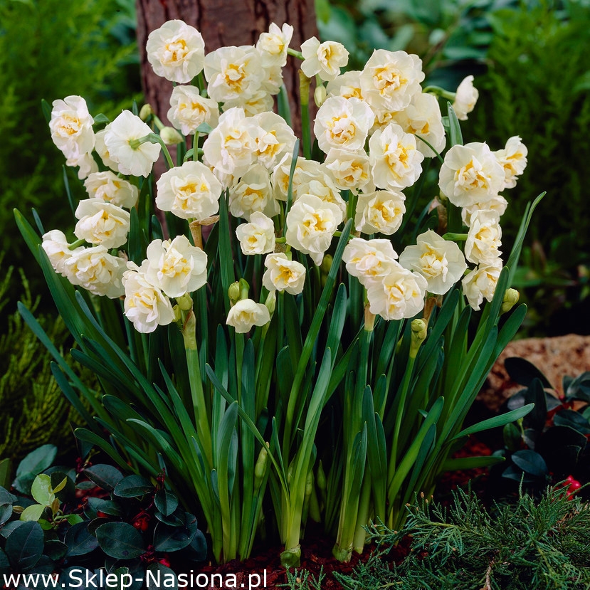 Narcyz pachnący Bridal Crown - 5 cebulek w Sklep-Nasiona | Sprawdź ...
