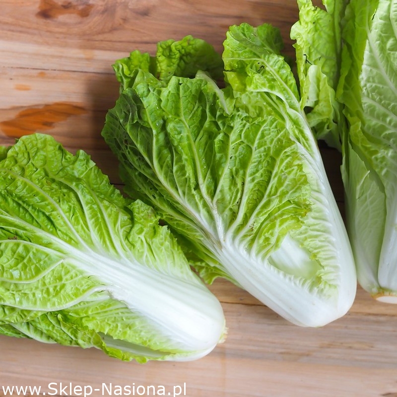 Kapusta pekińska Michihili w Sklep-Nasiona | Sprawdź darmową wysyłkę