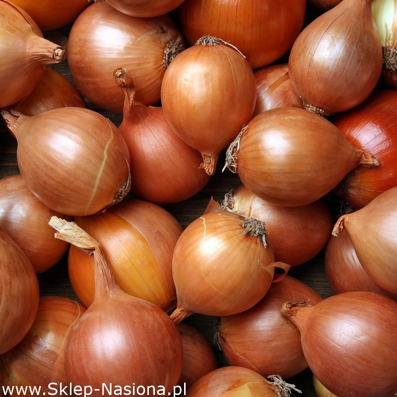 Cebula Niagara - średniopóźna, bardzo plenna - 1250 nasion w Sklep ...