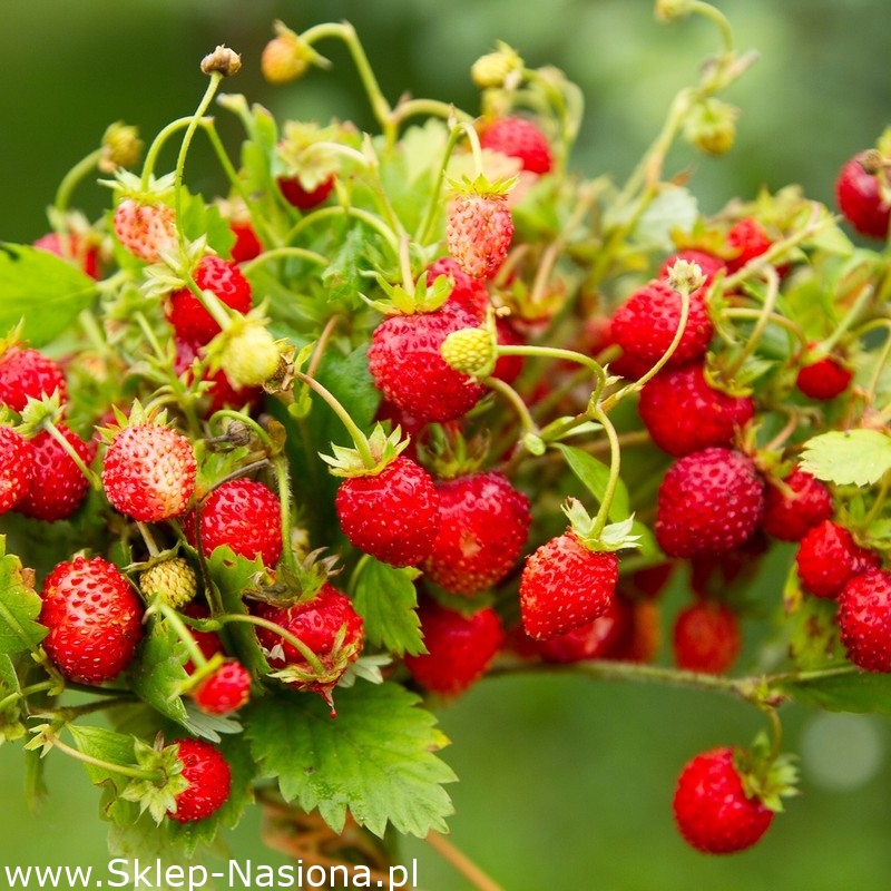 Poziomka bezrozłogowa - bogata w witaminę C oraz makro- i mikroelementy ...