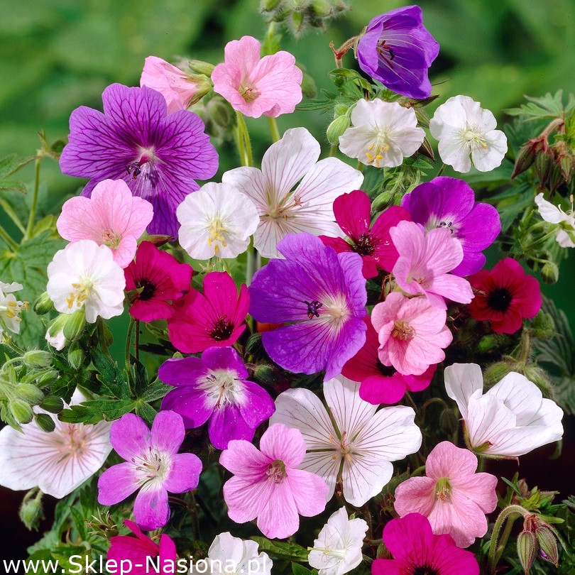 Bodziszek - mieszanka gatunków w Sklep-Nasiona | Sprawdź darmową wysyłkę