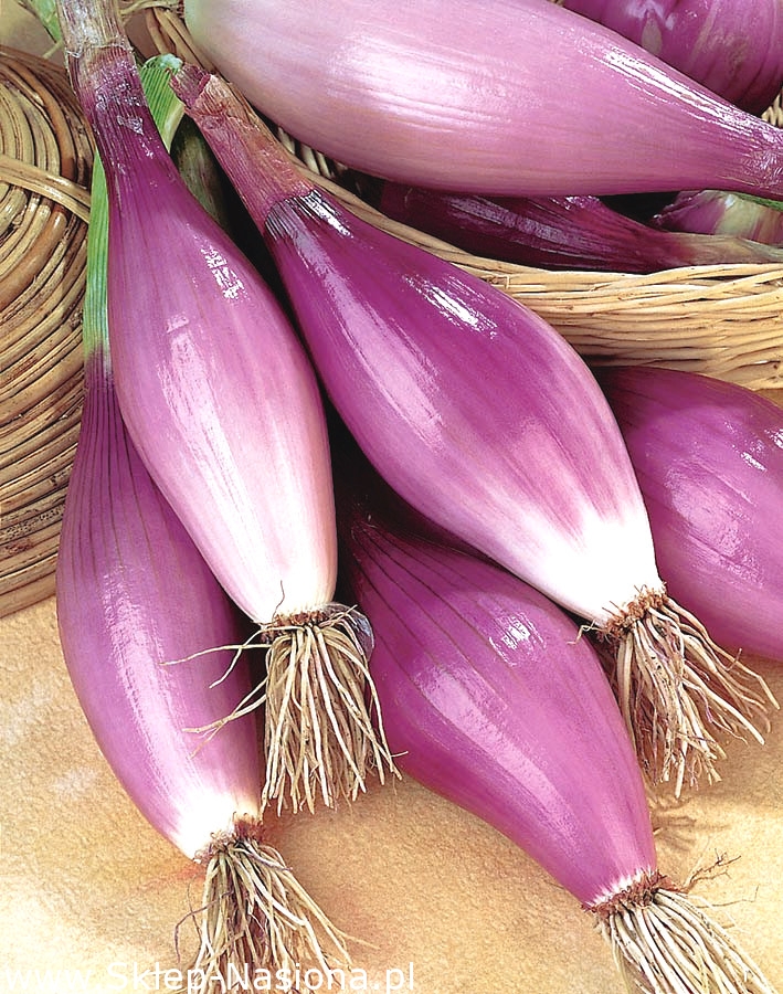 Cebula Tosca podłużna - 500 nasion w Sklep-Nasiona | Sprawdź darmową ...