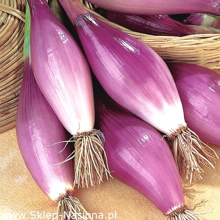 Cebula Tosca podłużna - 500 nasion w Sklep-Nasiona | Sprawdź darmową ...