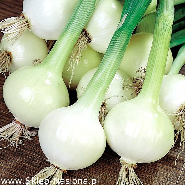 BIO Cebula zimująca biała Tonda Musona - Certyfikowane nasiona ...