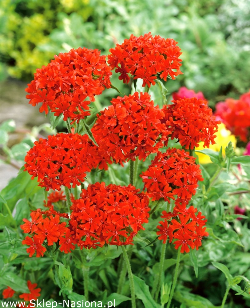 Firletka chalcedońska czerwona w Sklep-Nasiona | Sprawdź darmową wysyłkę