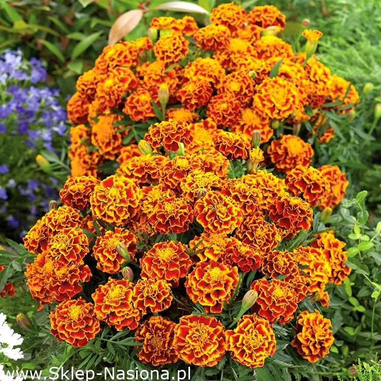 Nasiona aksamitek - zestaw 4 odmian w Sklep-Nasiona | Sprawdź darmową ...