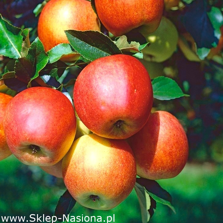 Jabłoń Gala - sadzonka w balocie - XXL w Sklep-Nasiona | Sprawdź ...