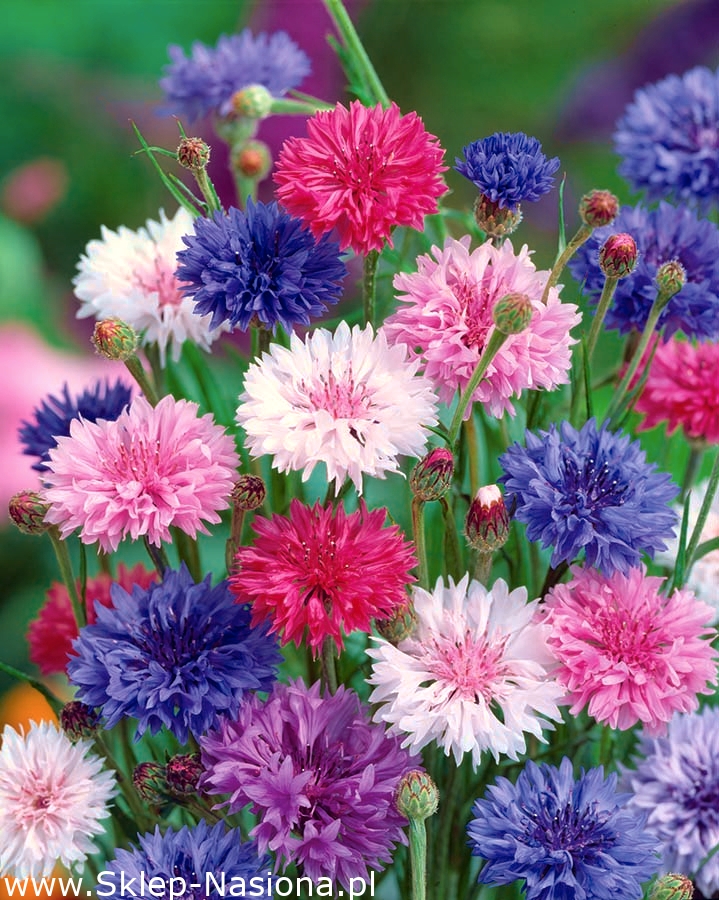 Chaber B awatek Sklep Nasiona W Sklep Nasiona Sprawd Darmow Wysy k Chaber B awatek Sklep Nasiona W Sklep Nasiona Sprawd Darmow Wysy k