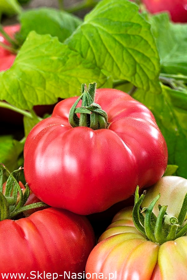Pomidor Malinowy Ożarowski - odmiana dla każdego - NASIONA OTOCZKOWANE ...